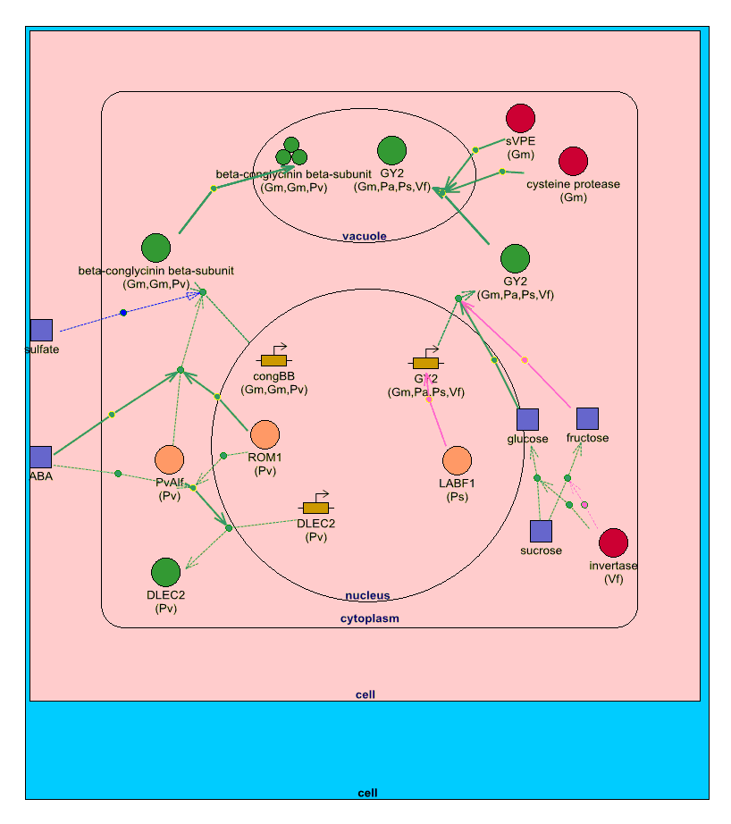 Storage protein biosynthesis (dicot)