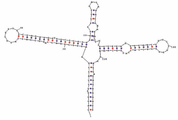 MODELING AND PREDICTION OF RNA SECONDARY STRUCTURE